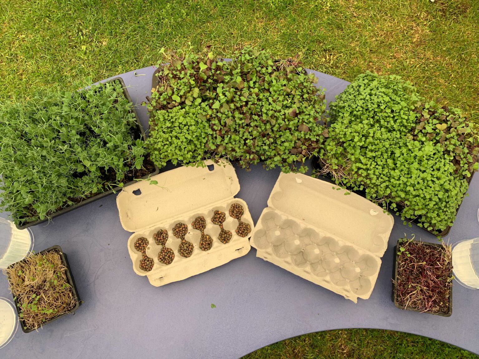 Tikanga In Action | Para Kore