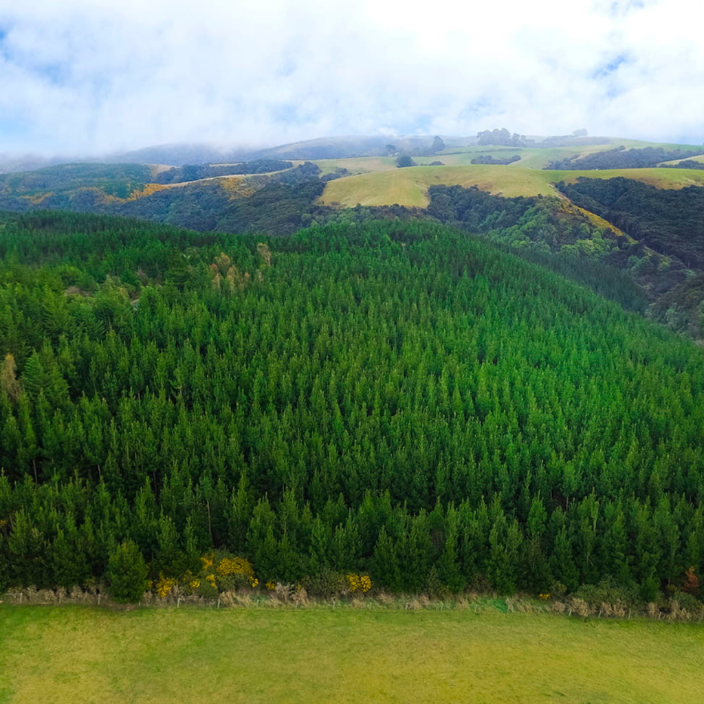 Wānanga Reo Māori | Para Kore